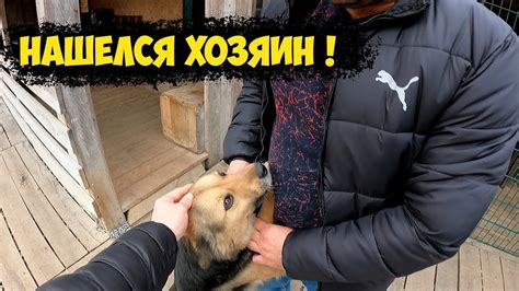 Реакция собаки на пропавшего хозяина Встреча хозяина и собаки История исчезновения дома у