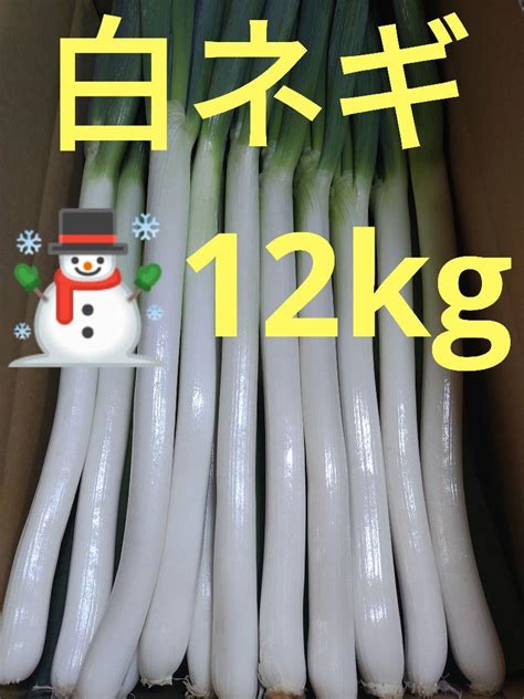 鳥取県産 白ネギ 12kg『冠雪葱』 メルカリ