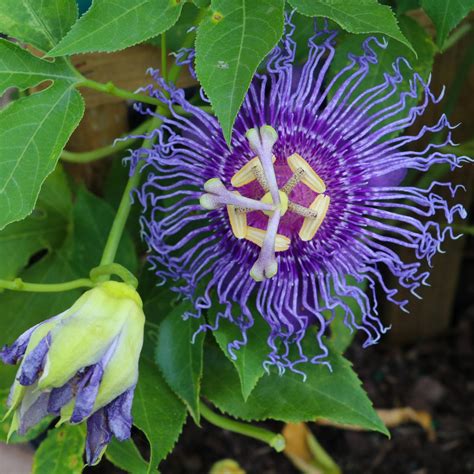 Passion Flower Plants For Sale Easy To Grow™ Easy To Grow Bulbs