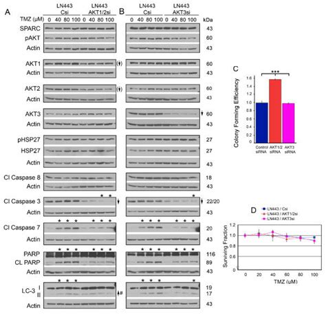 Suppression Of Akt12 Or Akt3 Decreases Sparc Induced Pro Death
