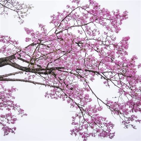 Stream Dj Ramemes O Destruidor Do Funk Listen To Lek Ja Escuto A