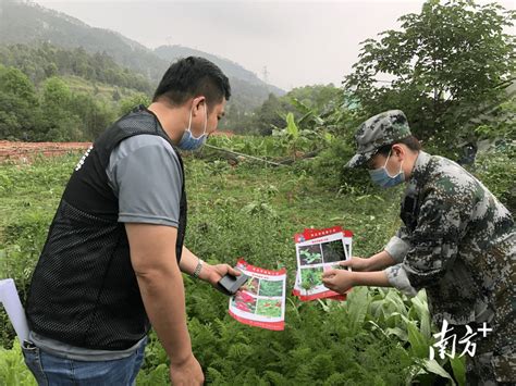清城洲心开展禁种铲毒踏查大规模集中行动植物宣传毒品