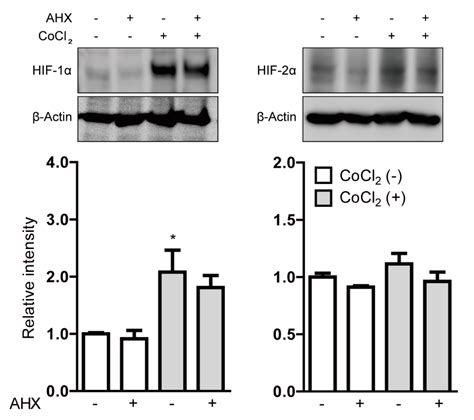 A Fairy Chemical Suppresses Retinal Angiogenesis As A HIF Inhibitor