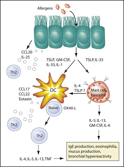 Biology Of Lung Dendritic Cells At The Origin Of Asthma Immunity