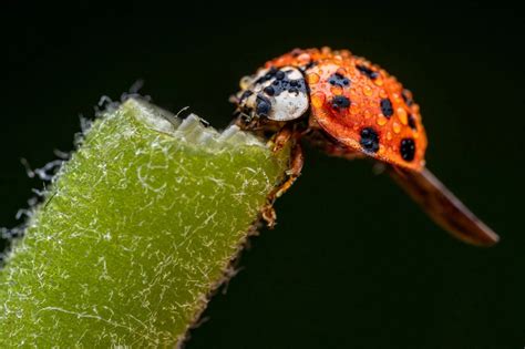 Lady Bug