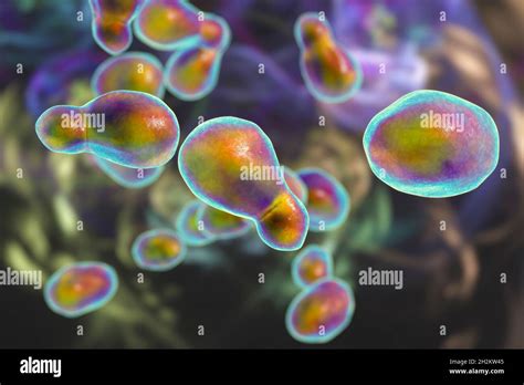 Cryptococcus Neoformans Fungus Illustration Stock Photo Alamy