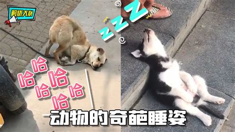 动物睡姿千奇百怪，气质形象略显草率腾讯视频