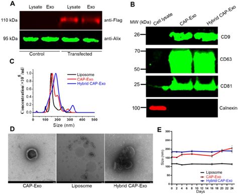 Characterization Of The Exosomes A Western Blotting Analysis Of Dc