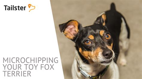 Microchipping And Your Toy Fox Terrier A Guide