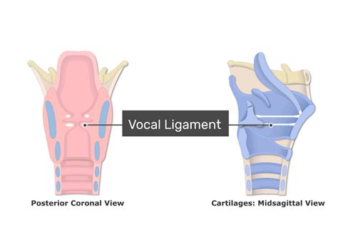 Vestibular Ligament
