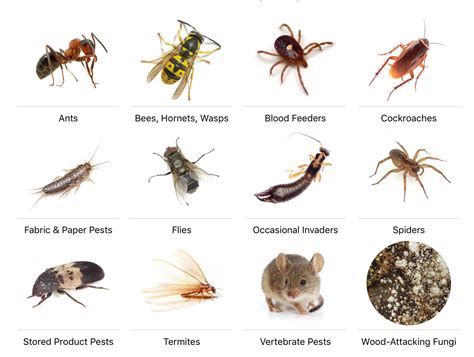 Identifying Common Garden Pests Common Household Pests List General