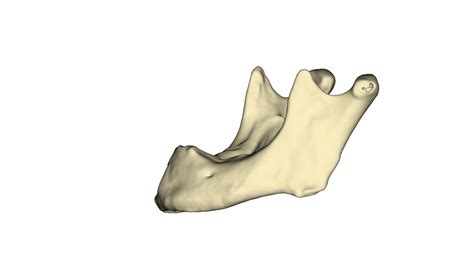 Mandible Bone Unlabeled