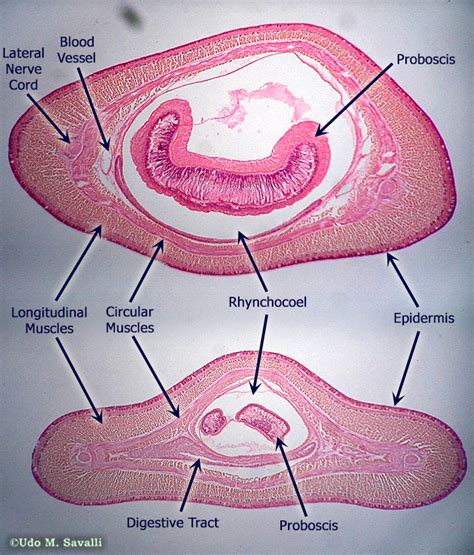 Bio385 Ribbon Worms