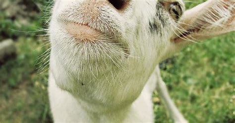 Hey Bro Goat Any Kerritz Imgur