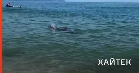 Опубликовано видео редкого нападения дельфина на человека