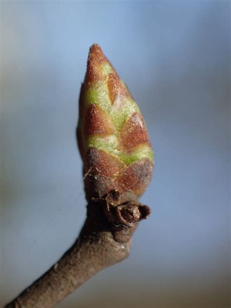 まちの植物はともだち流 冬芽と葉痕の楽しみ方保存版毎シーズン更新予定 まちの植物はともだち