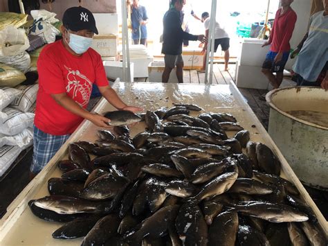 Mangrove Red Snappers Seafdec Aquaculture Department