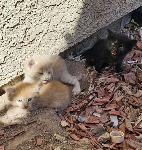 より良い生活を送るために、母猫に連れられて裏庭にやって来た6匹の子猫達。安全な家の中で幸せいっぱいの毎日が始まる エウレカ！