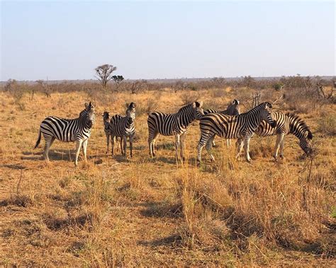Spot The Hiding Zebra
