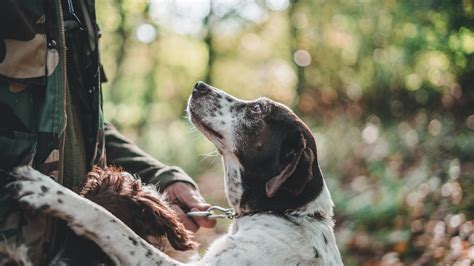 Etats Unis Un Chasseur Tué Par Son Chien Oise Hebdo