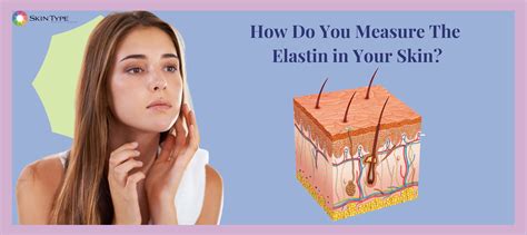Elastin In Skin Skin Elasticity And How To Restore It Skin Type