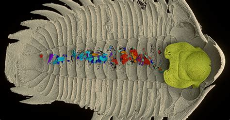 We See What Was On The Trilobite Menu Nearly Half A Billion Years Ago