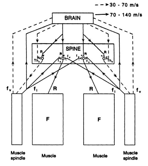 adaptive feed forward model of muscle control wherein f and download