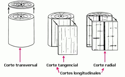 181 Estructura 2º Tallo