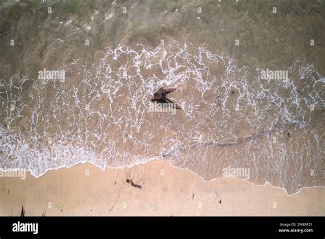 An Old Log With A Root In The Ocean Was Nailed By A Wave With The Tide