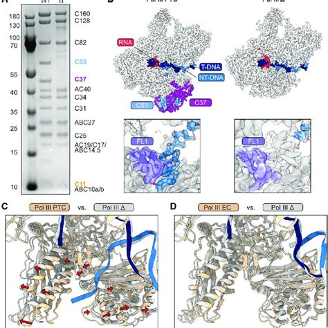 Cryo Em Structure Of Pol Iii D A Protein Gel Of Pol Iii Wt And Pol