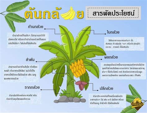 เรื่อง กล้วย กล้วย 🍌🍌 Barnamilk Official