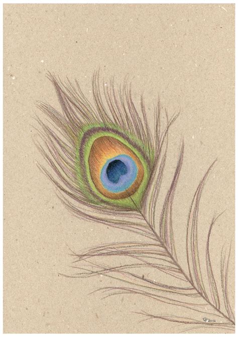 Peacock Feather Pencil Sketch