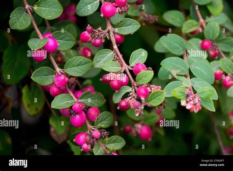 Chenaults Coralberry Fruits Symphoricarpos Berries Shrub Seeds