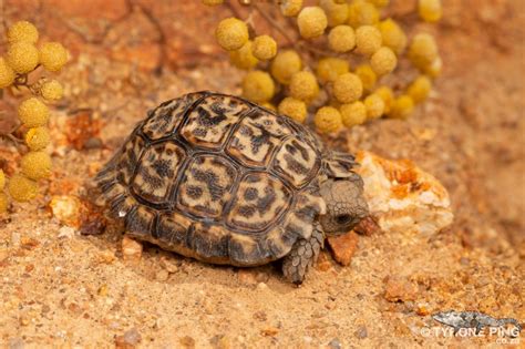 Which Is The Smallest Turtle In The World • Turtle Conservation