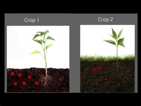 Crop Rotation A Mean To Increase Soil Fertility Youtube