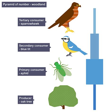 Pyramid Of Biomass Vs Pyramid Of Numbers Energy Flow Through An