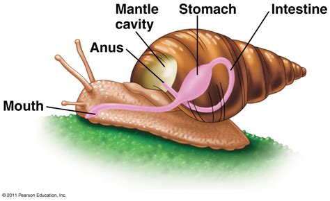 What Are Examples Of Gastropods Socratic