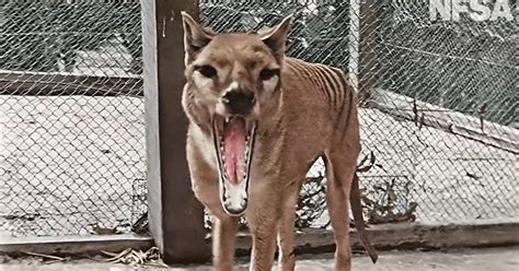Missing Remains Of Last Tasmanian Tiger Finally Found Hidden In Plain