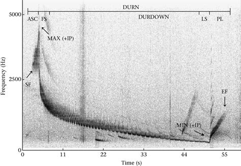 Spectrographic Example Of A Bearded Seal Vocalization Al1t Fast Download Scientific