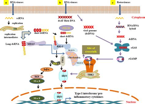 Crosstalk Between Dna And Rna Sensing Pathways A Ssrna Viruses