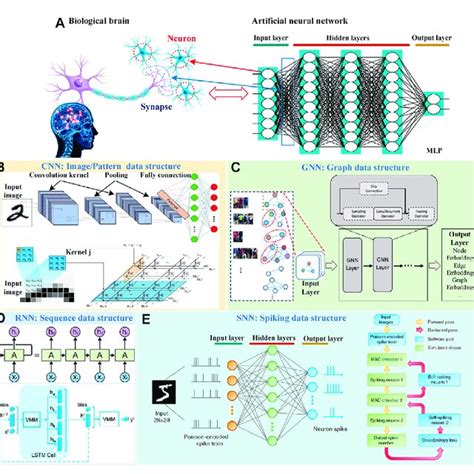 A Data Analysis In Biological Brains And Artificial Neural Networks