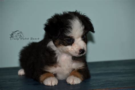 Crazy Patch Ranch Akc Miniature American Shepherds Home