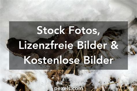 Die Besten Nerze Fotos · Kostenlos Downloaden · Pexels Stock Fotos