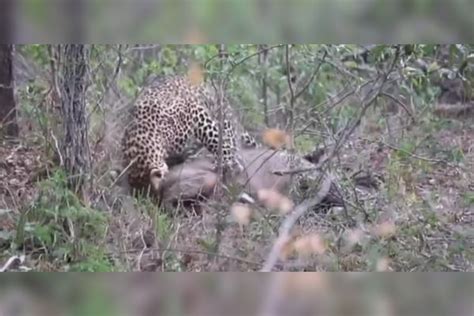 美洲豹捕杀野猪，锁喉累坏了抱着它休息哈再来一回合美洲豹野猪