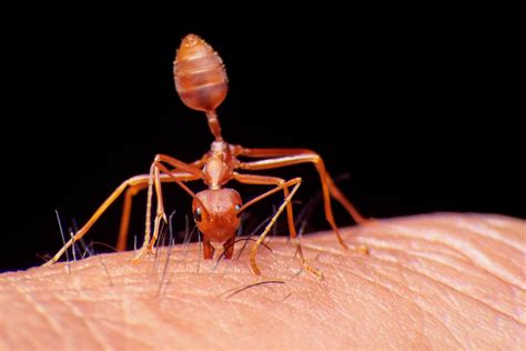 What Do Red Ant Bites Look Like On Humans