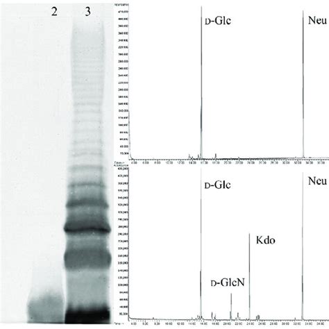 Negative Ion Maldi Tof Mass Spectrum Of The Los From I Zobellii Kmm