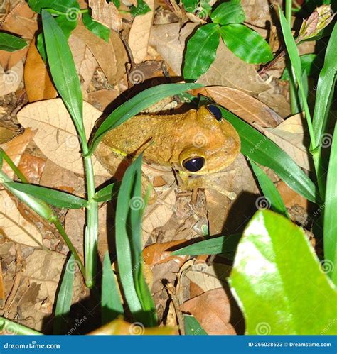 Cuban Tree Frog Stock Image Image Of Frog Jungle Leaf 266038623