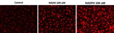Cell Metertm Intracelluar Nadhnadph Fluorescence Imaging Kit Aat