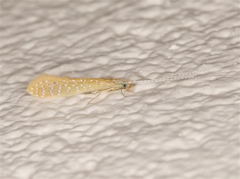 Setodes Long Horned Caddisflies Arunachal Pradesh Ind Flickr
