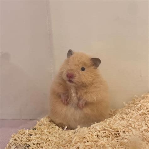 햄스터분양 달빛햄스터리 ㅋㅋㅋㅋㅋㅋㅋ👀 아침의 베이비들 Instagram